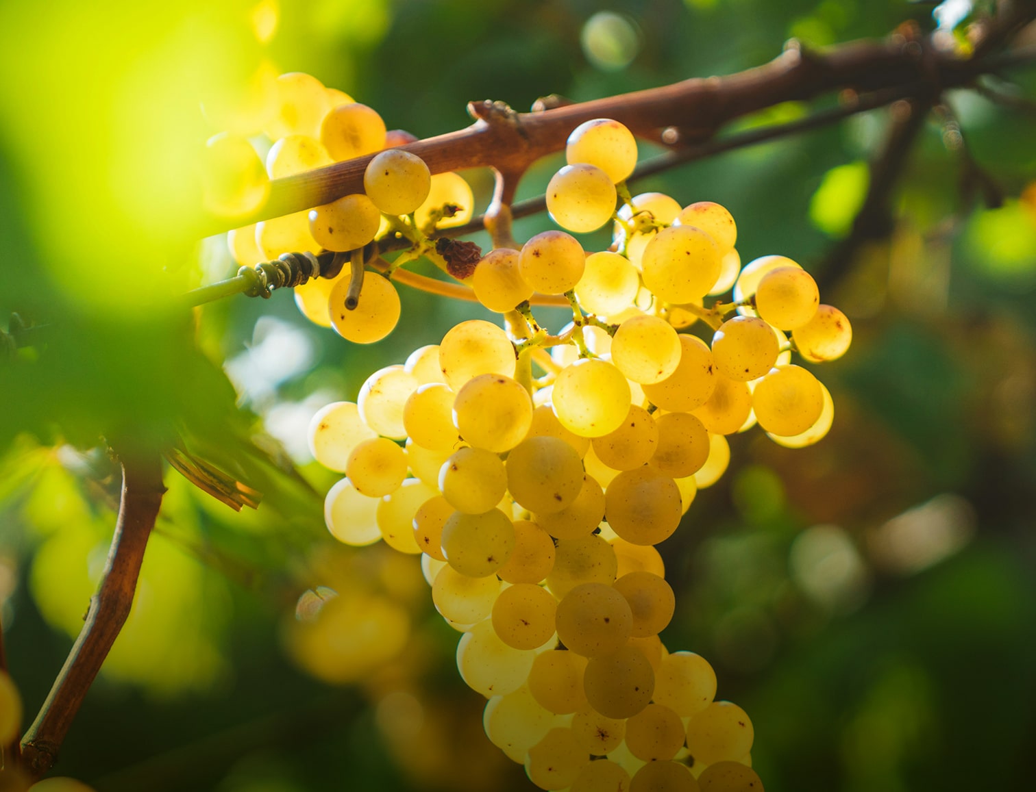 ARINTO: GET TO KNOW THE GRAPE VARIETY WITH ITS SIGNATURE ACIDITY ...