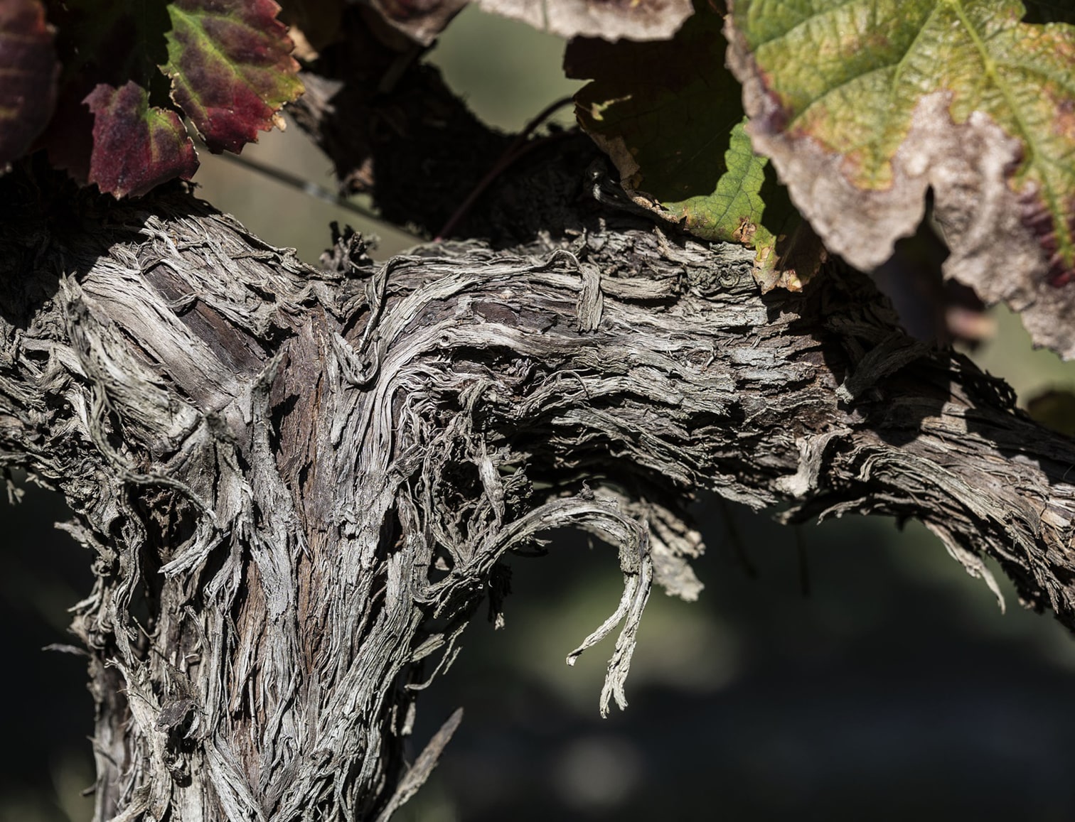 OLD VINES: WHAT ARE THEY AND WHY DO THEY MAKE A SPECIAL WINE? – Kopke ...